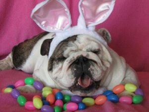 Extinct Dog Breeds: 49 Dogs You've Never Heard Of - The Goody Pet