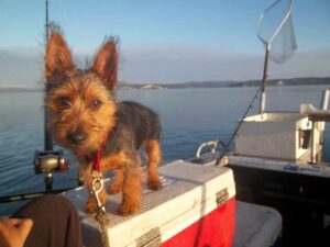 15 Australian Dog Breeds: Outback Edition - The Goody Pet