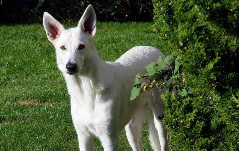 51 Shepherd Dog Breeds: America's Top Dog! - The Goody Pet