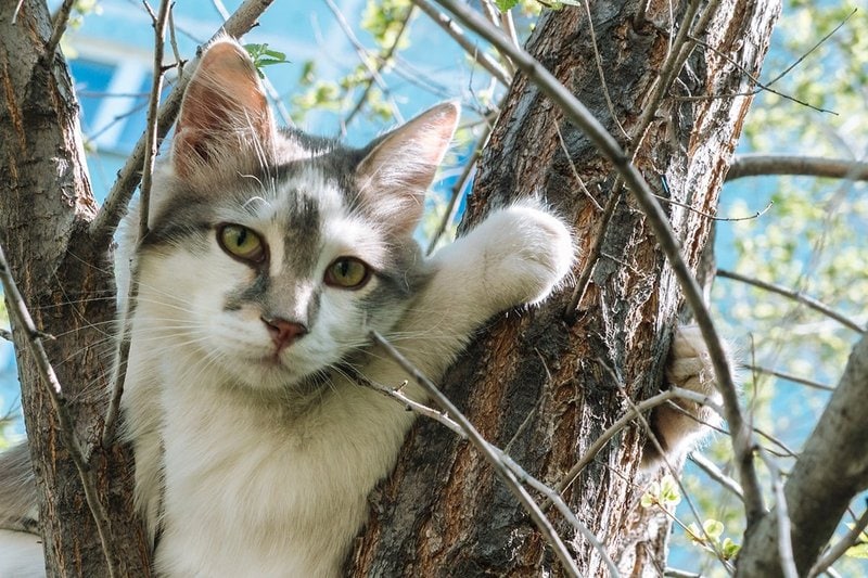 23 Rare Cat Breeds That You Probably Never Heard Of - The Goody Pet
