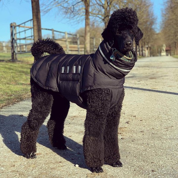 31 Poodle Hairstyles: List Of Clips And Cuts - The Goody Pet