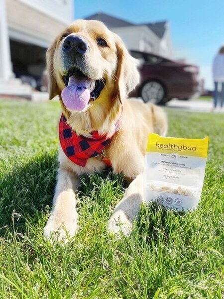 4 Signature Colors And Patterns Of A Golden Retriever - The Goody Pet