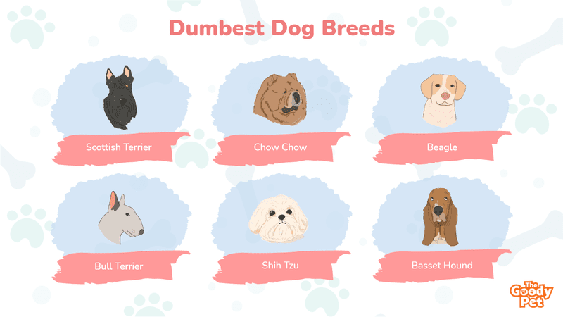 51 Hound Dog Breeds (You're Probably Going To Love #3) - The Goody Pet