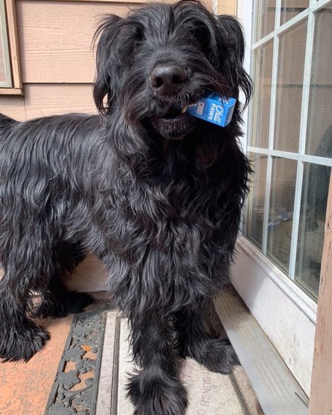 51 Shepherd Dog Breeds: America's Top Dog! - The Goody Pet