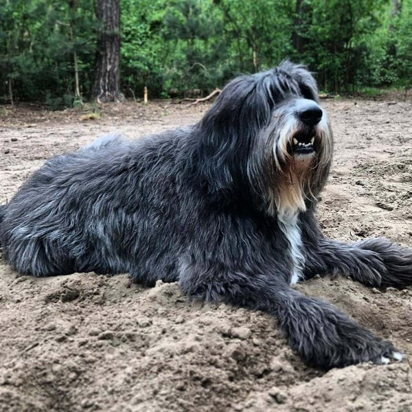 51 Shepherd Dog Breeds: America's Top Dog! - The Goody Pet