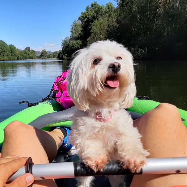 43 Fluffiest Dog Breeds: Cuddle & Snuggle! - The Goody Pet