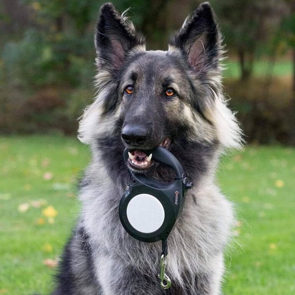 51 Shepherd Dog Breeds: America's Top Dog! - The Goody Pet