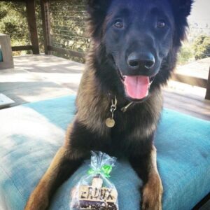 51 Shepherd Dog Breeds: America's Top Dog! - The Goody Pet