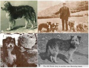 Extinct Dog Breeds: 49 Dogs You've Never Heard Of - The Goody Pet