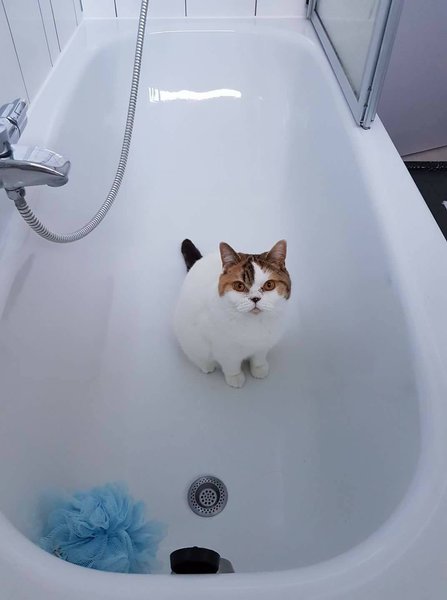 12 Fluffy Cats That Are So Soft, You'll Never Want To Stop Petting Them ...