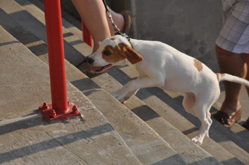 51 Best Hunting Dog Breeds: Which One is Right for You? - The Goody Pet