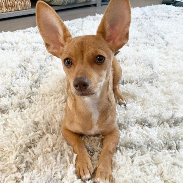 The 51 Best Apartment Dog Breeds for Small Spaces - The Goody Pet