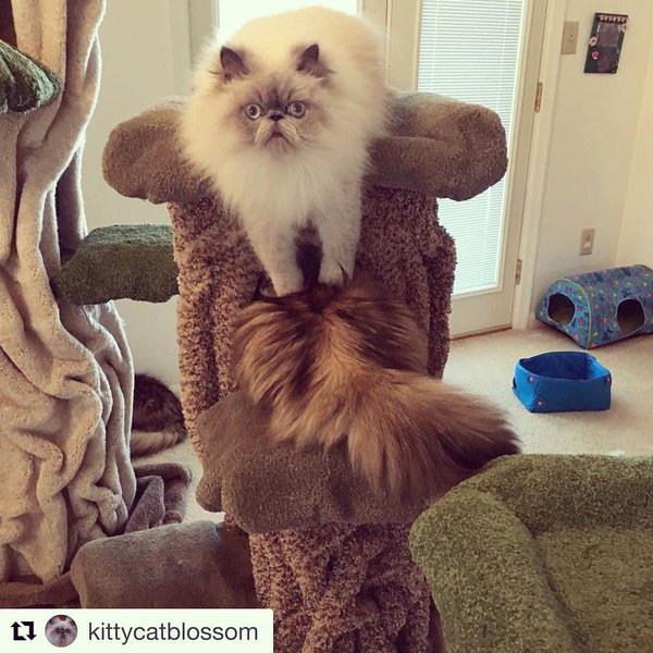 23 Common Cat Breeds That You Can Find In Your Neighborhood - The Goody Pet