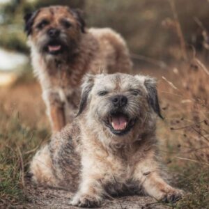 51 Terrier Dog Breeds: Fun Facts About Each One! - The Goody Pet