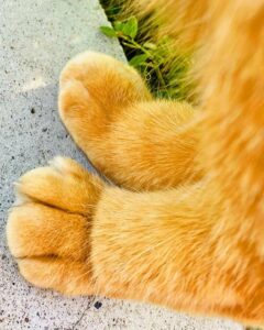 27 Fun Facts About Cat Paws - The Goody Pet