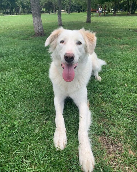 39 Mastiff Breeds That Have A Towering And Commanding Presence - The ...