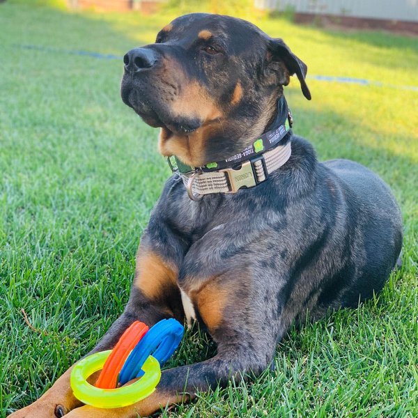 Australian Shepherd Rottweiler Mix - Your Complete Breed Guide To The ...