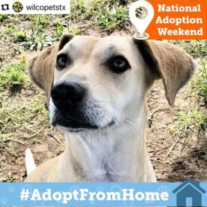 11 Easy Ways To Get Free Puppies, RANKED! - The Goody Pet