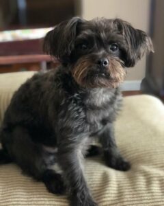 62 Poodle Mixes That You Cannot Remember Them All - The Goody Pet