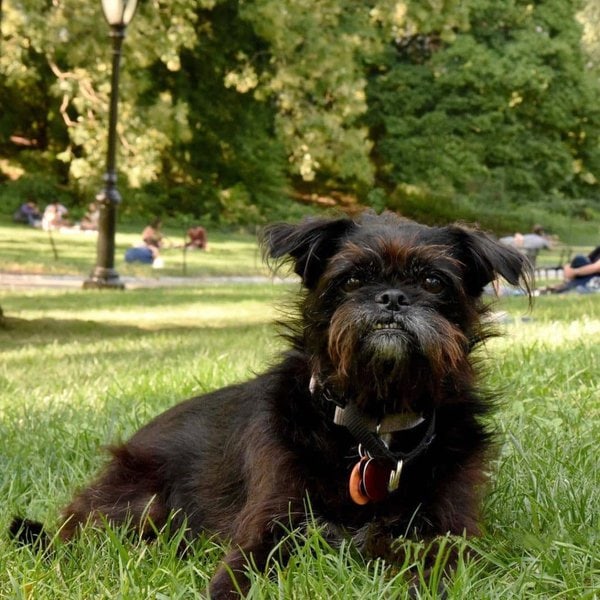 49 Pug Mixes That You Never Know Existed - The Goody Pet