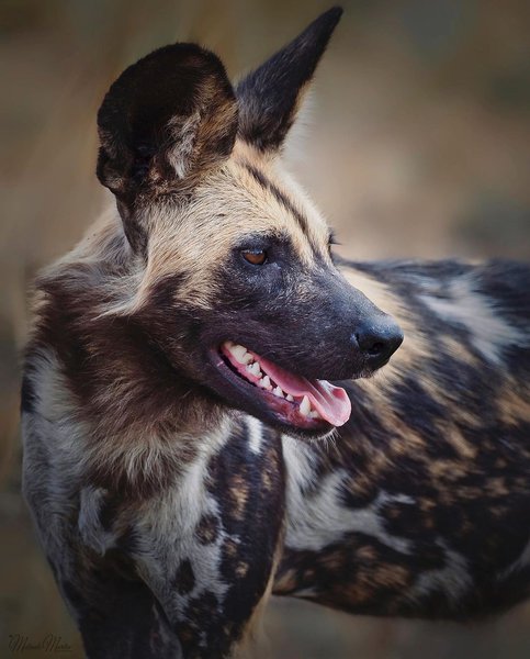 14 African Dog Breeds Originating From The Continent Of Africa - The ...