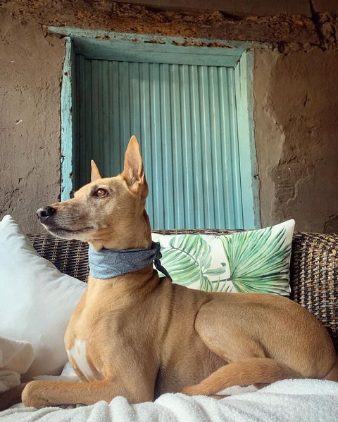 14 African Dog Breeds Originating From The Continent Of Africa - The ...