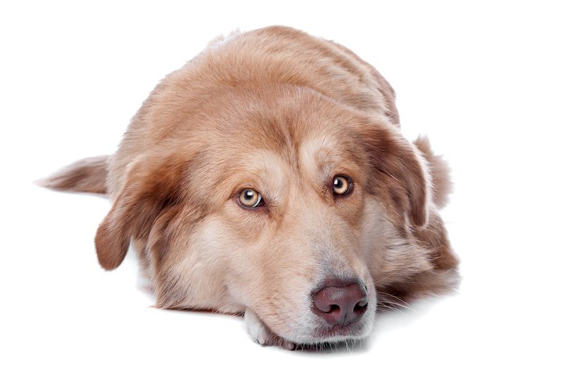 Aidi Dog - Your Complete Breed Guide - The Goody Pet