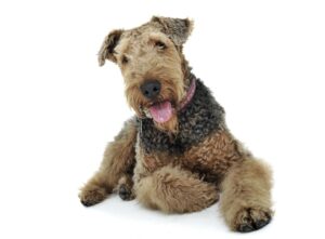 11 Airedale Terrier Mixes And Reasons Why Such Puppies Are Getting ...