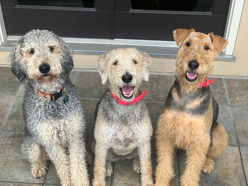 11 Airedale Terrier Mixes And Reasons Why Such Puppies Are Getting ...
