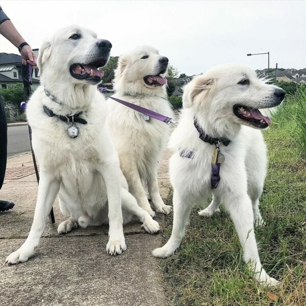 51 Shepherd Dog Breeds: America's Top Dog! - The Goody Pet