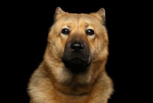 Akita Chow Mix - Your Complete Breed Guide - The Goody Pet