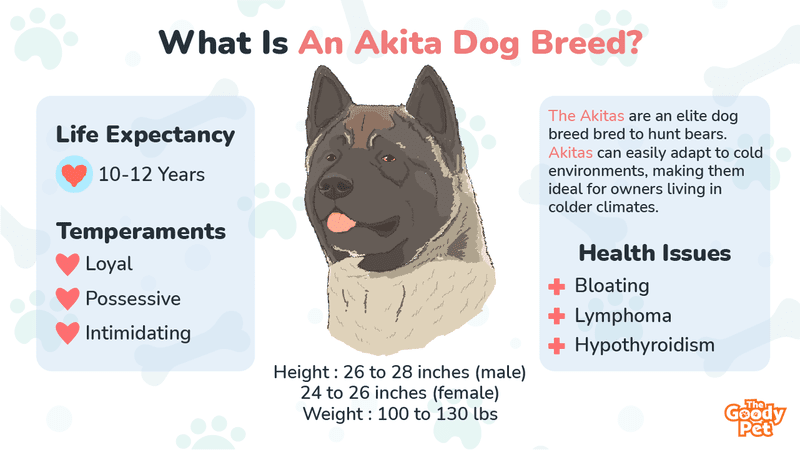 Akita Dog Breed - Your Complete Guide - The Goody Pet