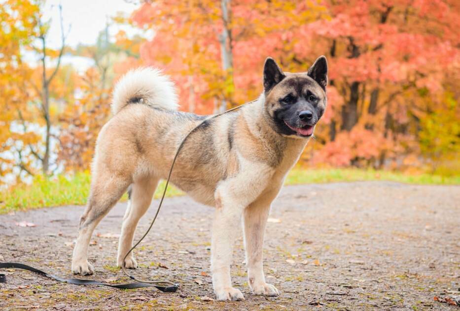 Akita Dog Breed - Your Complete Guide - The Goody Pet