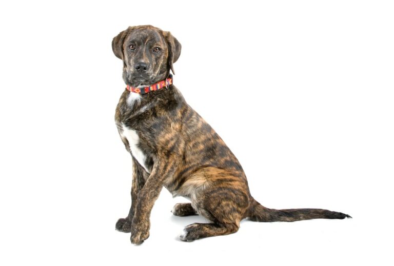 Akita Lab Mix - Your Complete Breed Guide To Labrakita - The Goody Pet