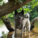 27 Akita Mixes That Would Blow Your Mind - The Goody Pet