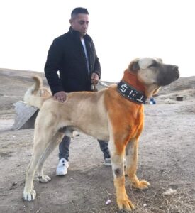 39 Mastiff Breeds That Have A Towering And Commanding Presence - The ...