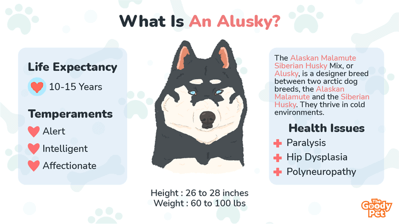 Alaskan Malamute Siberian Husky Mix - Your Complete Breed Guide To ...