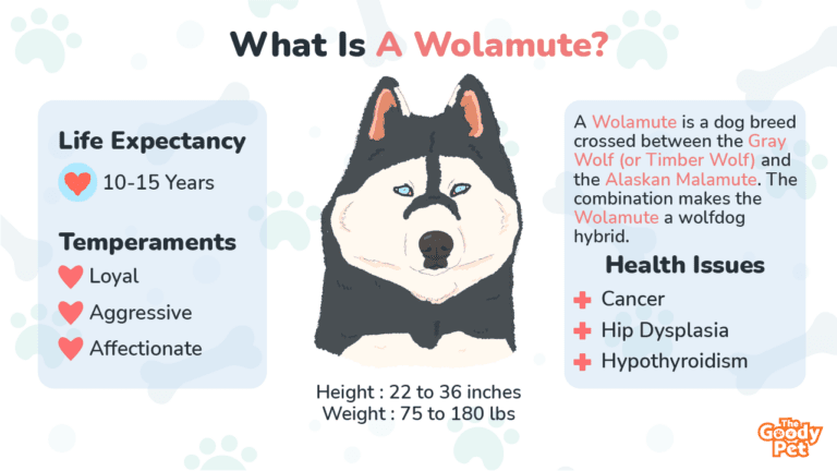 Alaskan Malamute Wolf - Your Complete Breed Guide To Wolamute - The ...