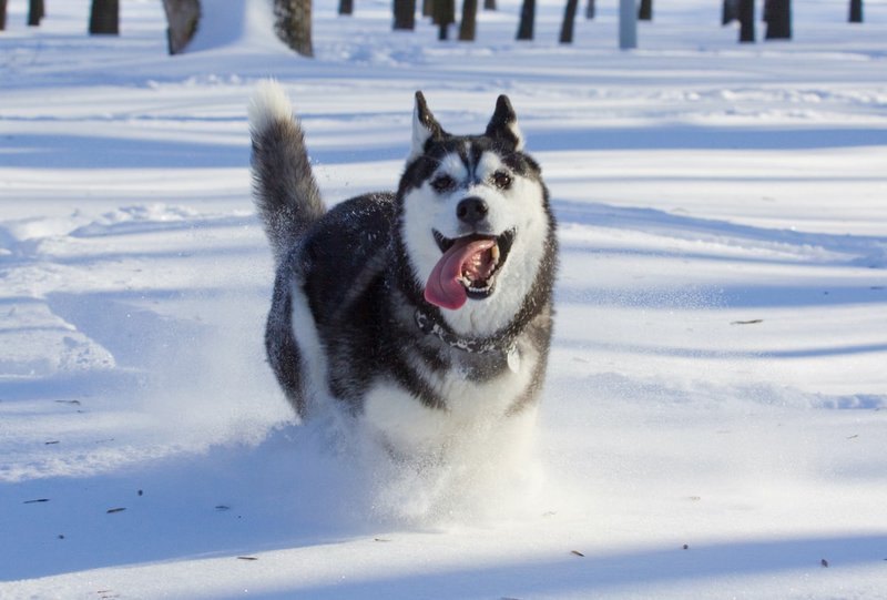 Alaskan Malamute Wolf - Your Complete Breed Guide To Wolamute - The ...