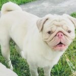 16 Fascinating Colors And Patterns Of A Pug - The Goody Pet