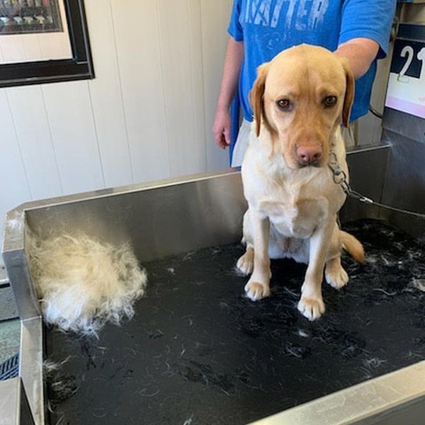 Do Labradors Shed? Shedding & Molting Tips - The Goody Pet