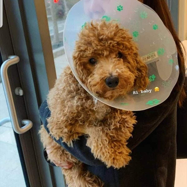 Miniature Poodle - Your Complete Breed Guide - The Goody Pet