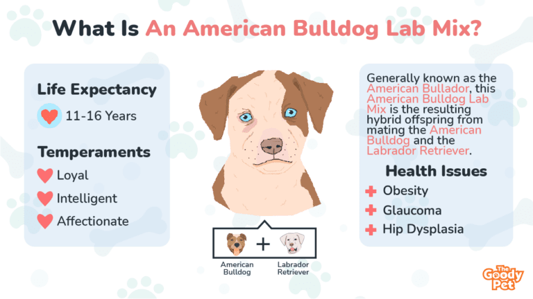 American Bulldog Lab Mix - Your Complete Breed Guide To American ...
