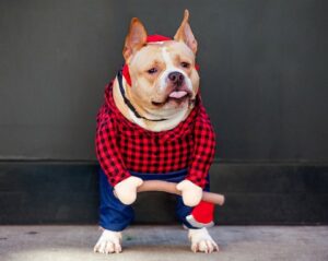 43 Bully Dog Breeds You Don’t Want To Mess With - The Goody Pet