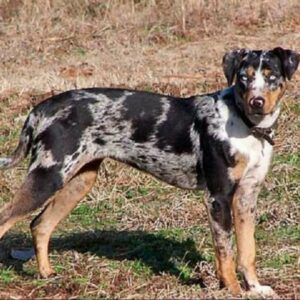 37 SURPRISINGLY Rare Dog Breeds You've Never Heard Of - The Goody Pet
