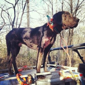 REVEALED! 26 Best Guard Dogs Besides The German Shepherd - The Goody Pet