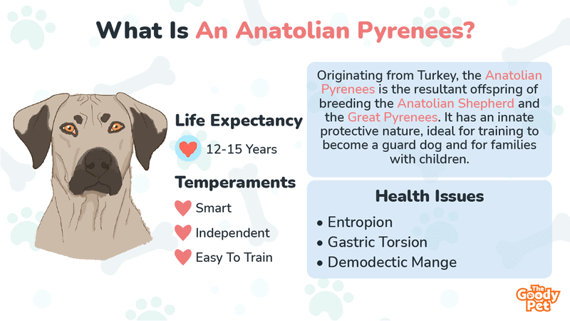 Anatolian Shepherd Great Pyrenees Mix - Your Complete Breed Guide To ...