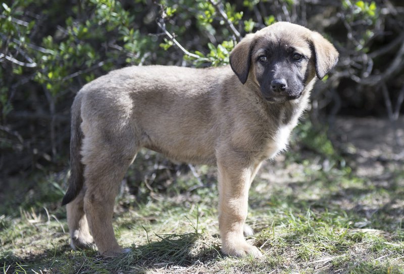 Anatolian Shepherd Great Pyrenees Mix - Your Complete Breed Guide To ...
