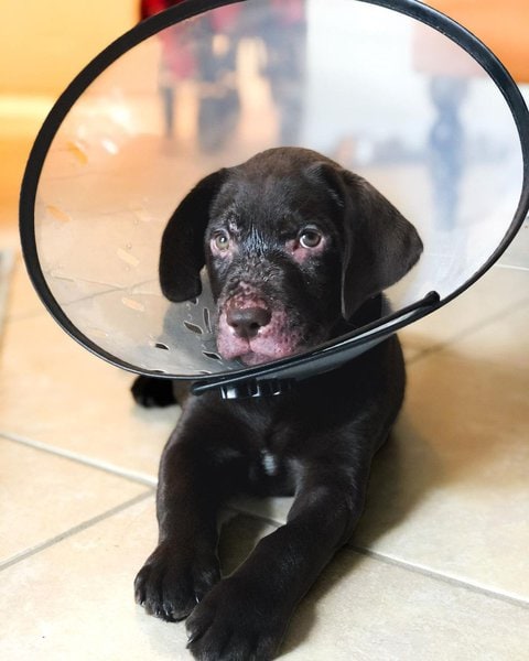 Puppy Strangles Disease: Everything You Need To Know - The Goody Pet