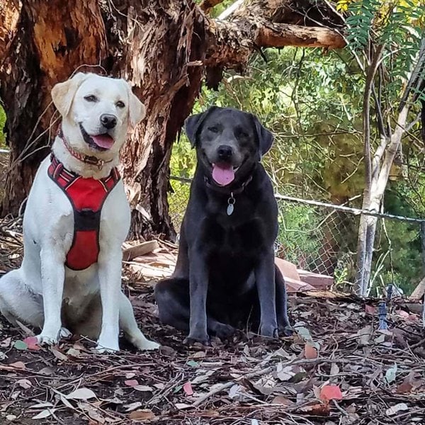 English Labradors VS American Labradors - 11 Surprising Differences ...